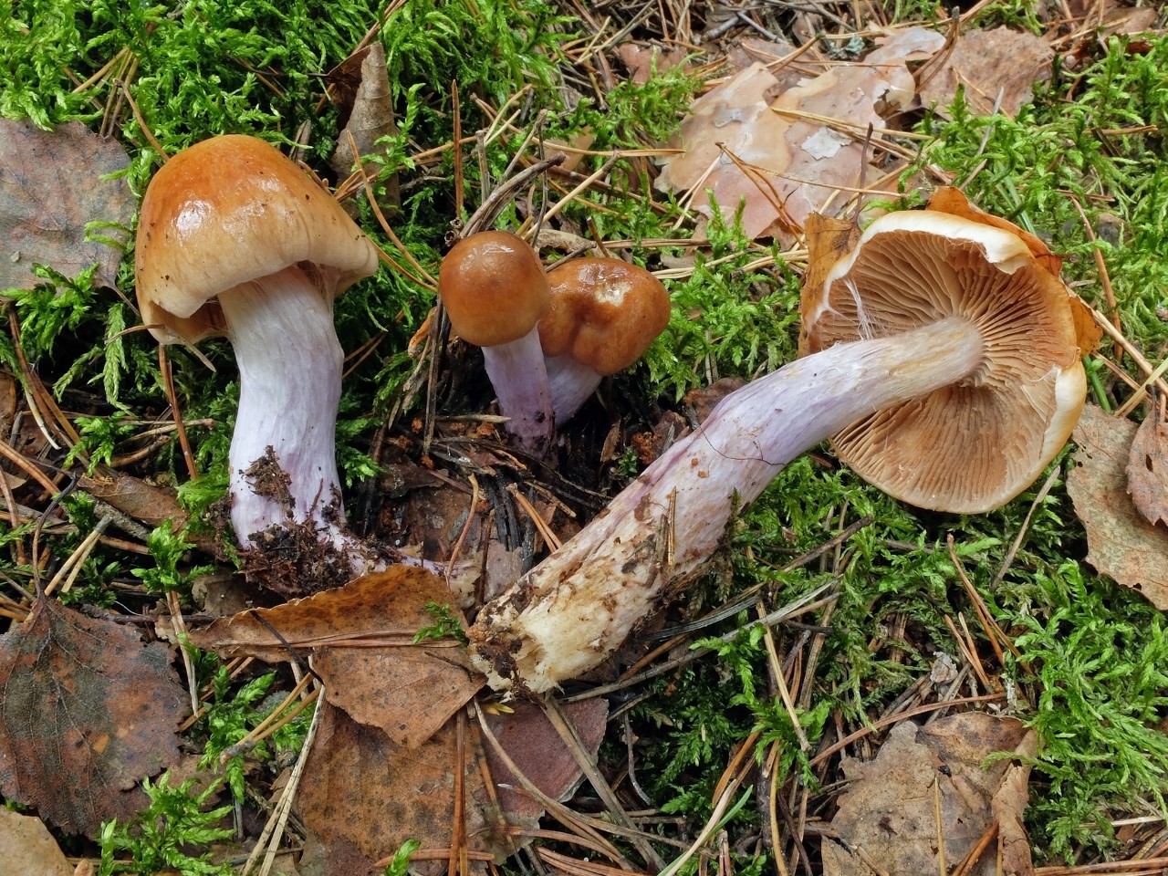 Грибное царство Беларуси - Cortinarius collinitus