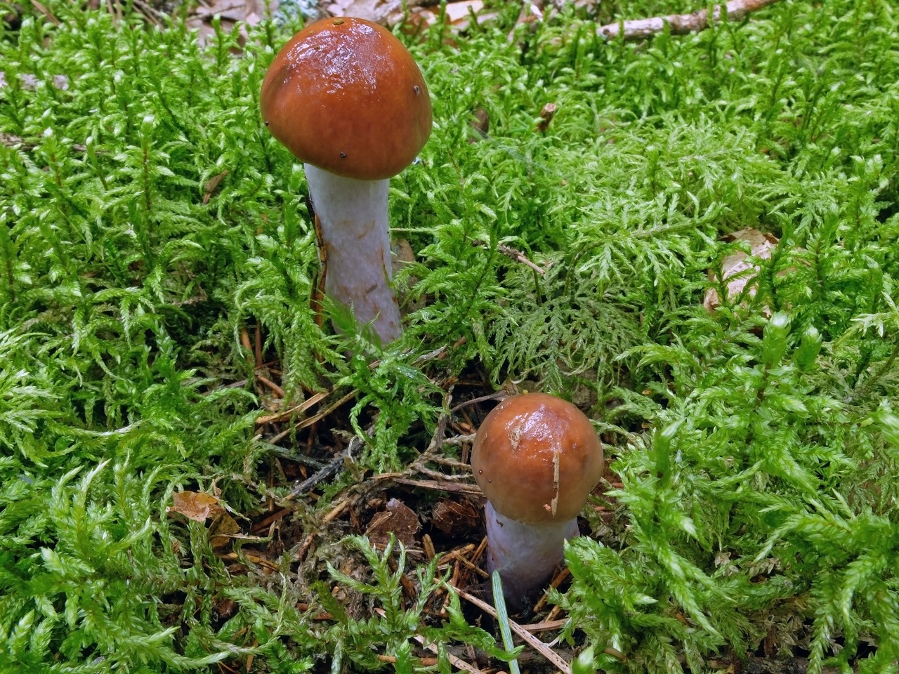Грибное царство Беларуси - Cortinarius collinitus